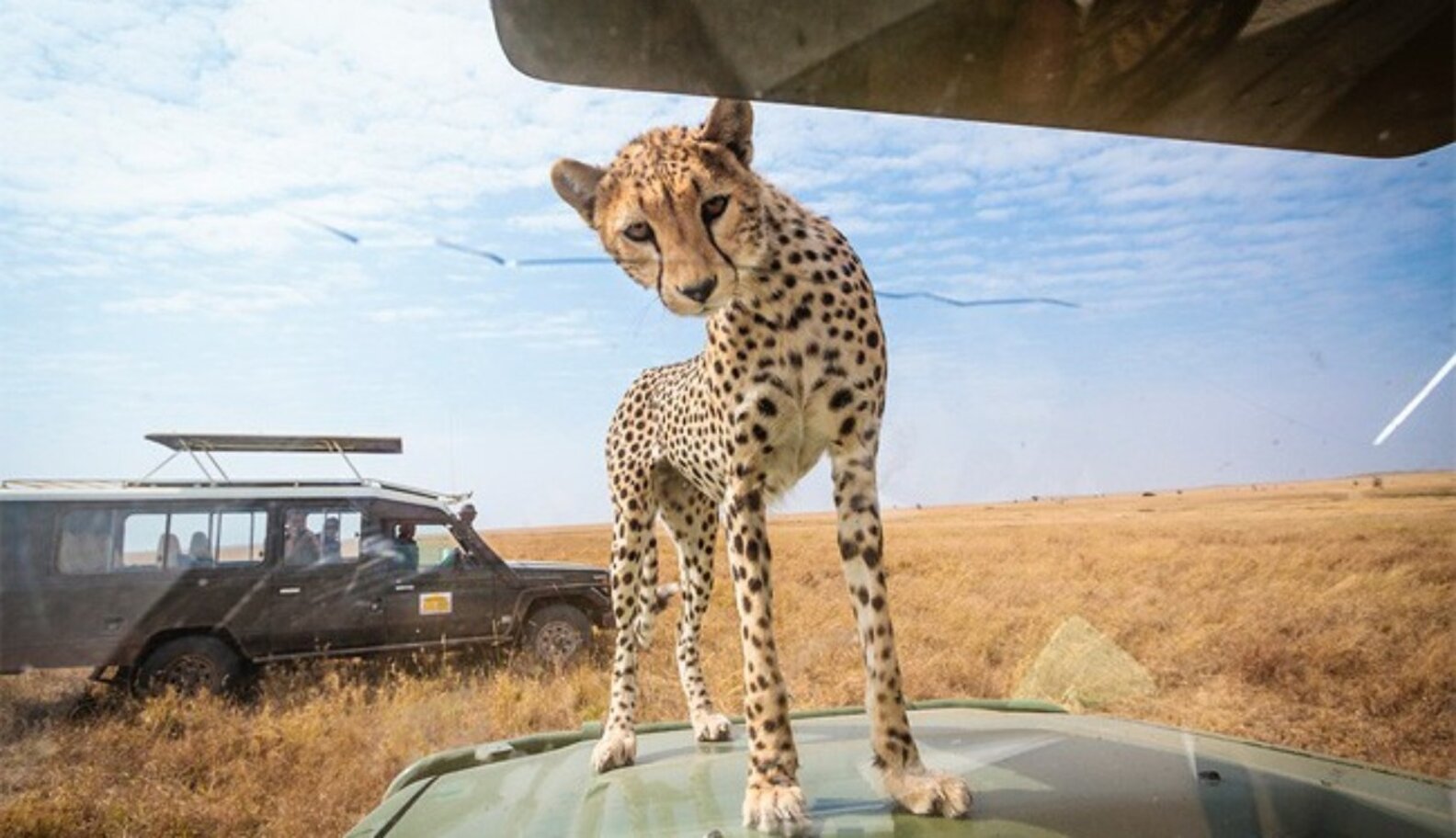 Photographer Captures Remarkable Encounter With Curious Cheetah Cub ...