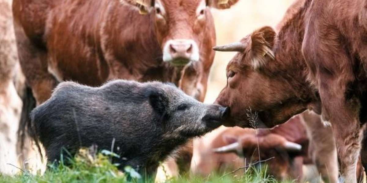 Nice Cows Adopt A Lonely Wild Boar Into Their Herd - The Dodo
