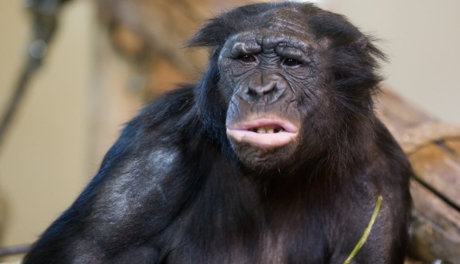 Animals Who Cook Their Food, And Otherwise Act Very Human - The Dodo