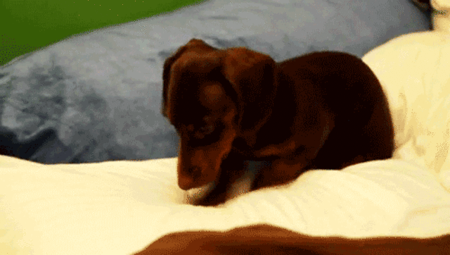 Q: Why Do Dogs Circle, Dig Before Lying Down? - The Dodo