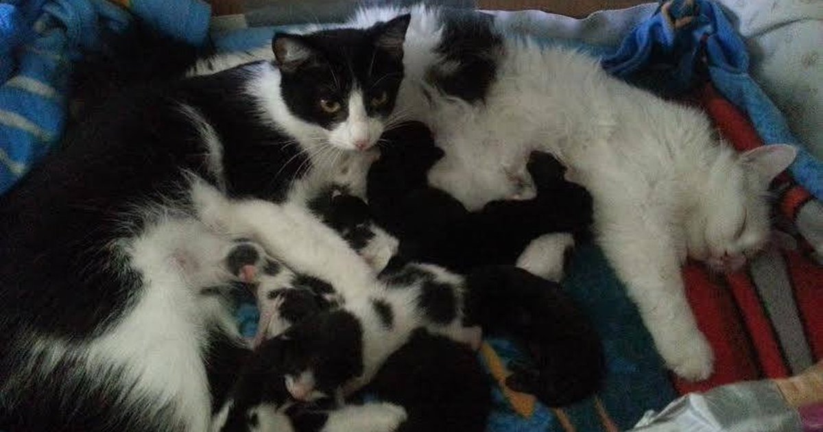 Shelter Cat Sisters Share Parenting Duties For All 12 Of Their Kittens ...