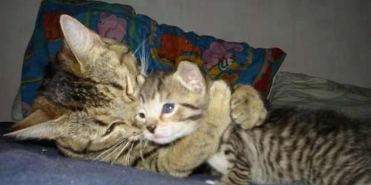The 10 Cutest Cat Hugs Of All Time - The Dodo