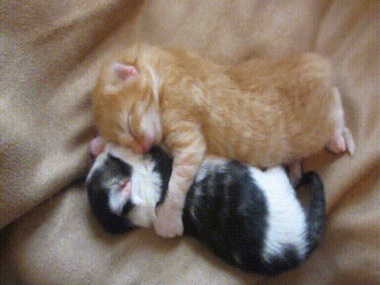 The 10 Cutest Cat Hugs Of All Time - The Dodo