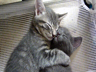 Two Kittens Hugging