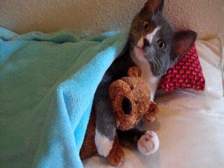 The 10 Cutest Cat Hugs Of All Time - The Dodo