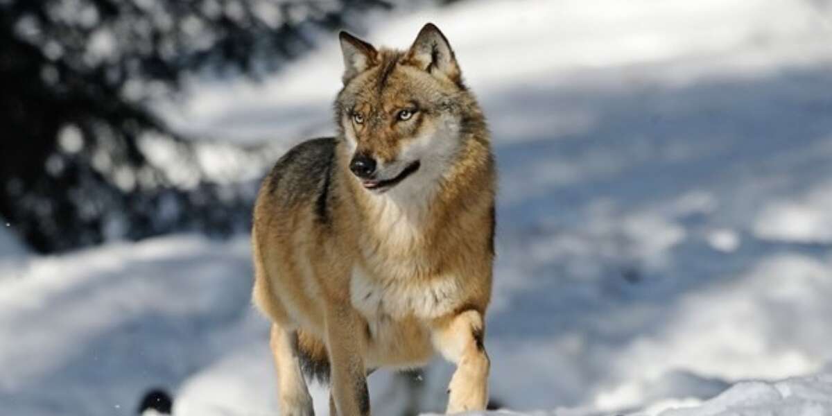 Howling for Wolves and Voting Rights in Michigan - The Dodo