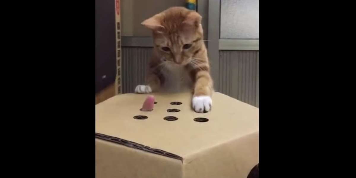 Fierce Little Cat Takes 'Whack-A-Finger' Game VERY Seriously - The Dodo