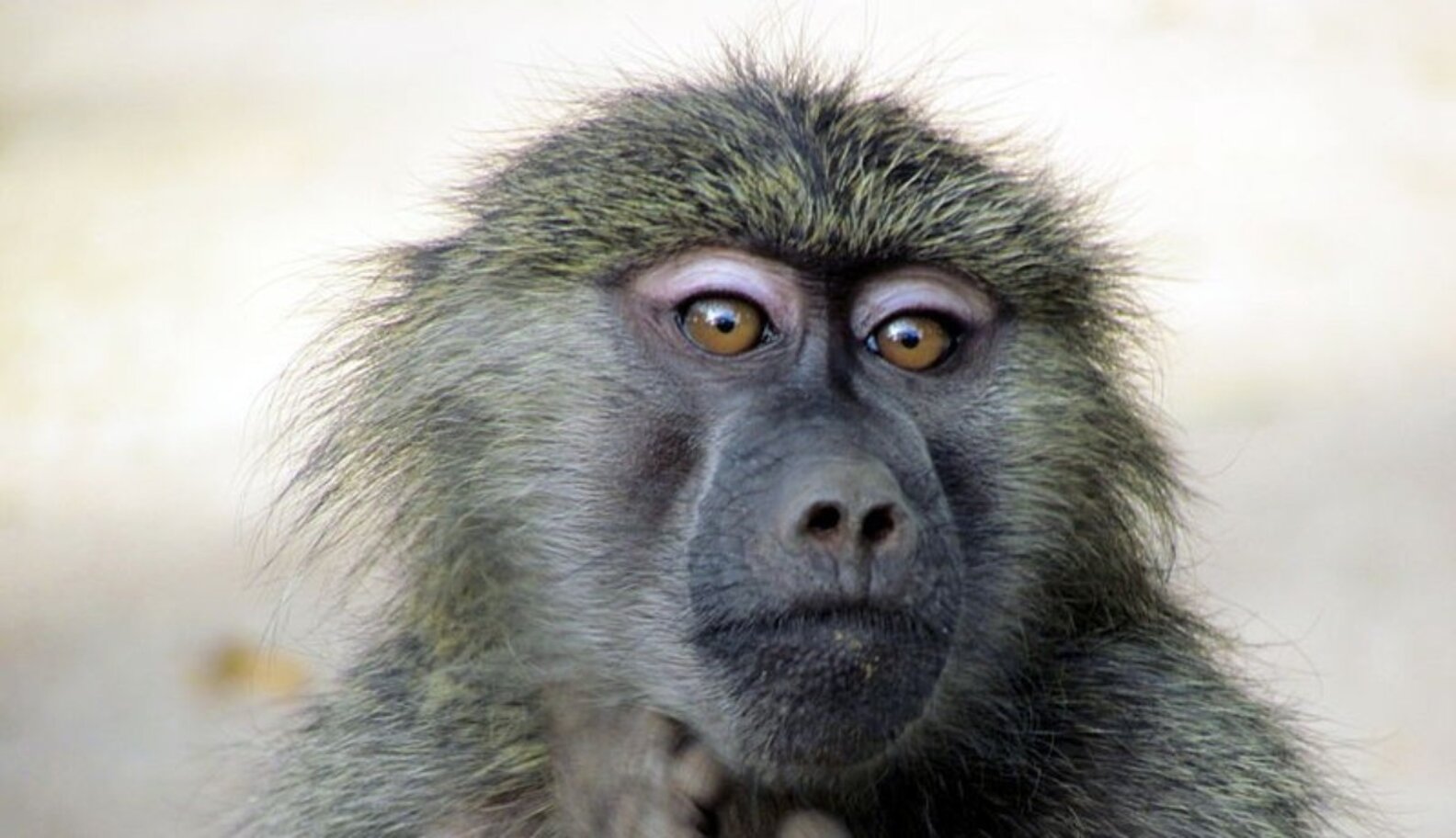 Who Has The Most Self-Control Of The Animal Kingdom? - The Dodo