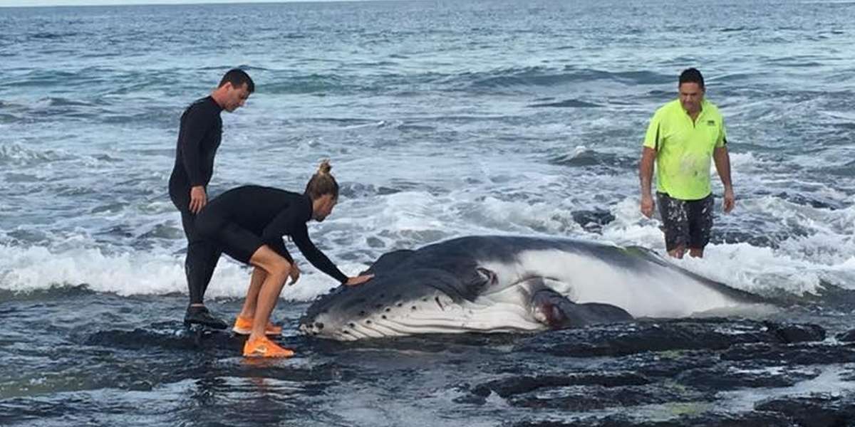 Surfers Comfort Stranded Baby Whale Before Reuniting Him With Mom - The ... Surfers Comfort Stranded Baby Whale Before Reuniting Him With Mom - The ...