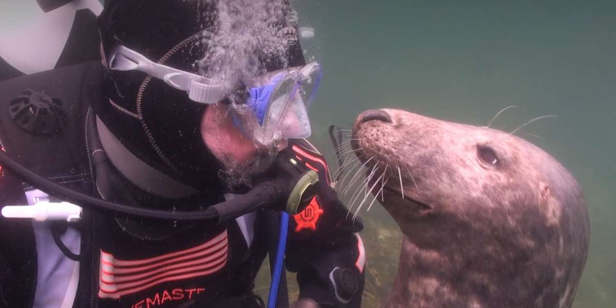 Friendliest Seal Get Cuddles From Scuba Diver - Videos - The Dodo