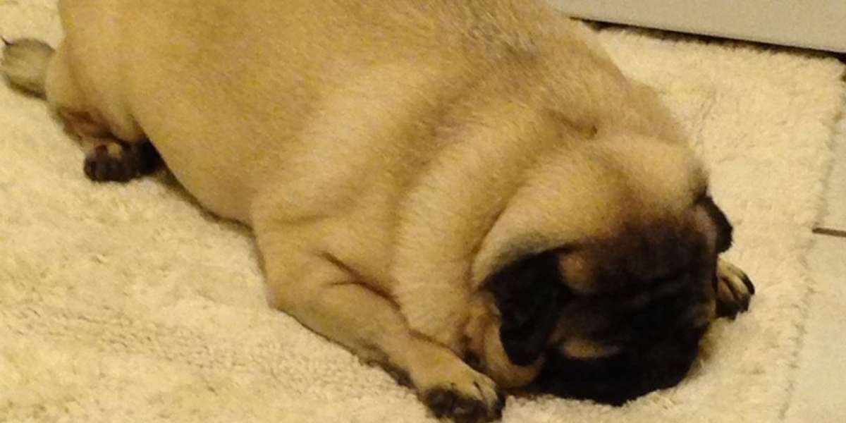 11 Very Important Dog Loaves - The Dodo