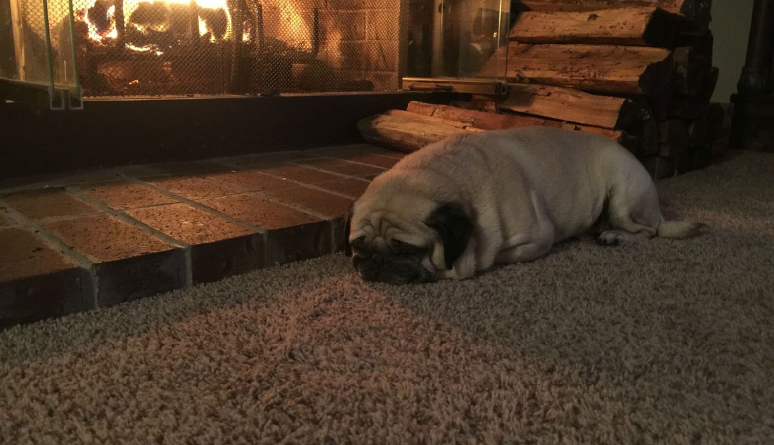 11 Very Important Dog Loaves - The Dodo