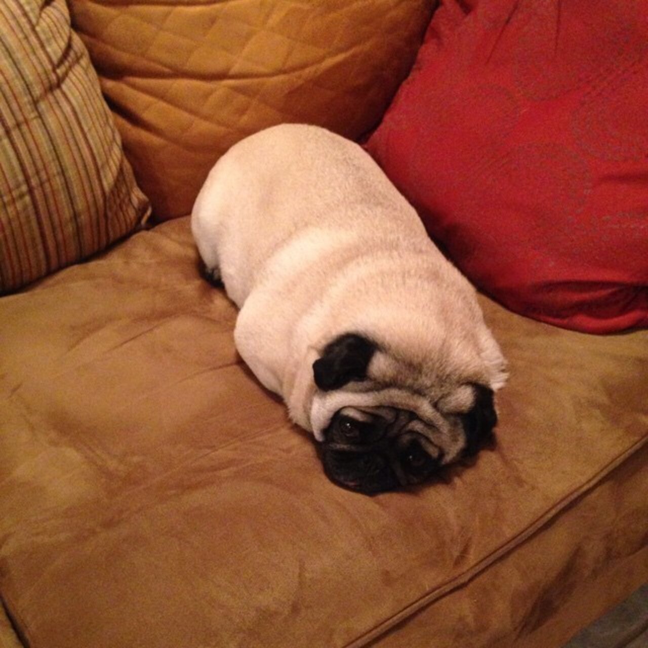 11 Very Important Dog Loaves - The Dodo
