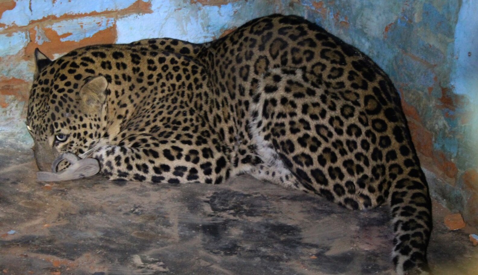 Family Discovers Shocking Guest In Their Home - The Dodo