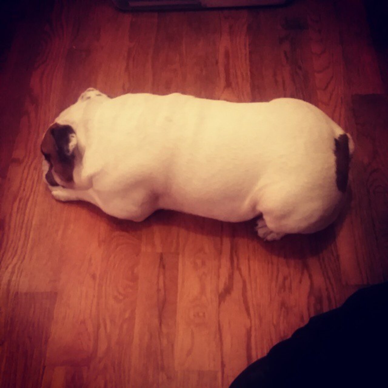 11 Very Important Dog Loaves - The Dodo