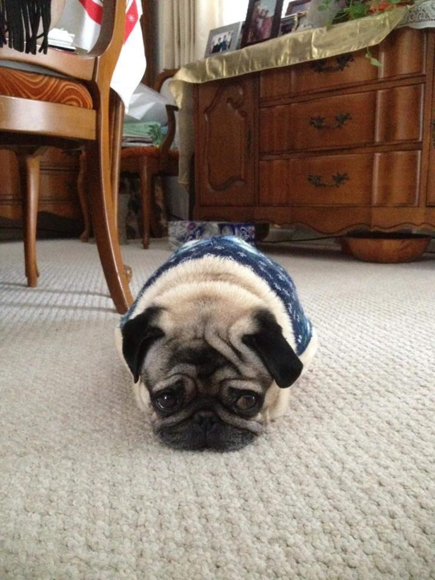 11 Very Important Dog Loaves - The Dodo