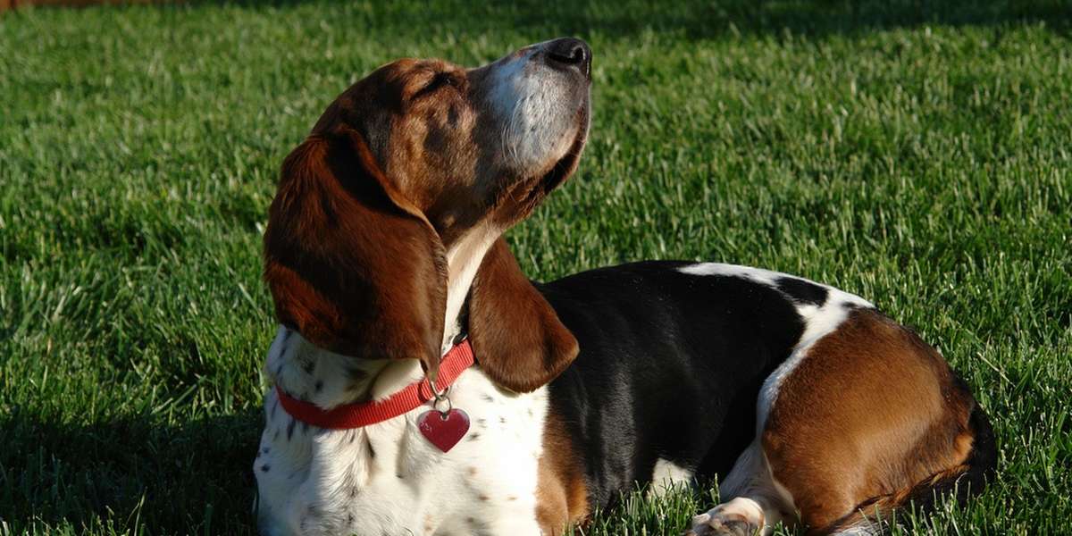 Dogtology: A New Book About Our Obsession With Dogs - The Dodo