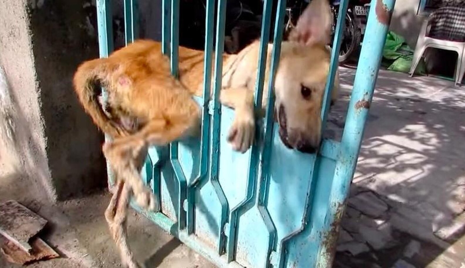 Desperate Dog Trapped In Gate Has The Sweetest Reaction To Being Freed ...