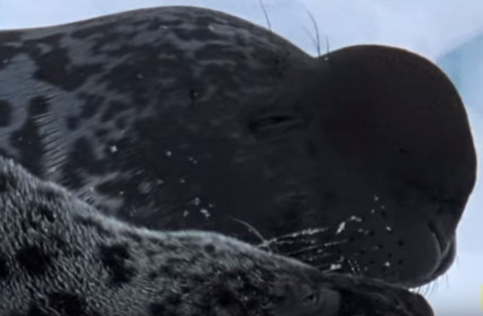 Hooded Seal's Inflatable Head Grows When He Gets Mad - The Dodo
