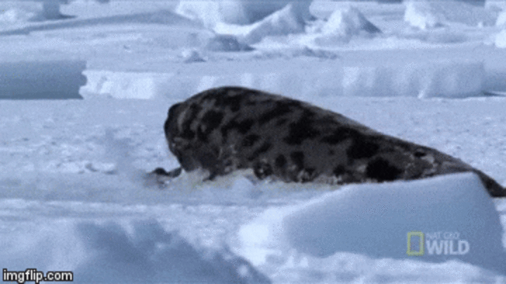 Hooded Seal's Inflatable Head Grows When He Gets Mad - The Dodo
