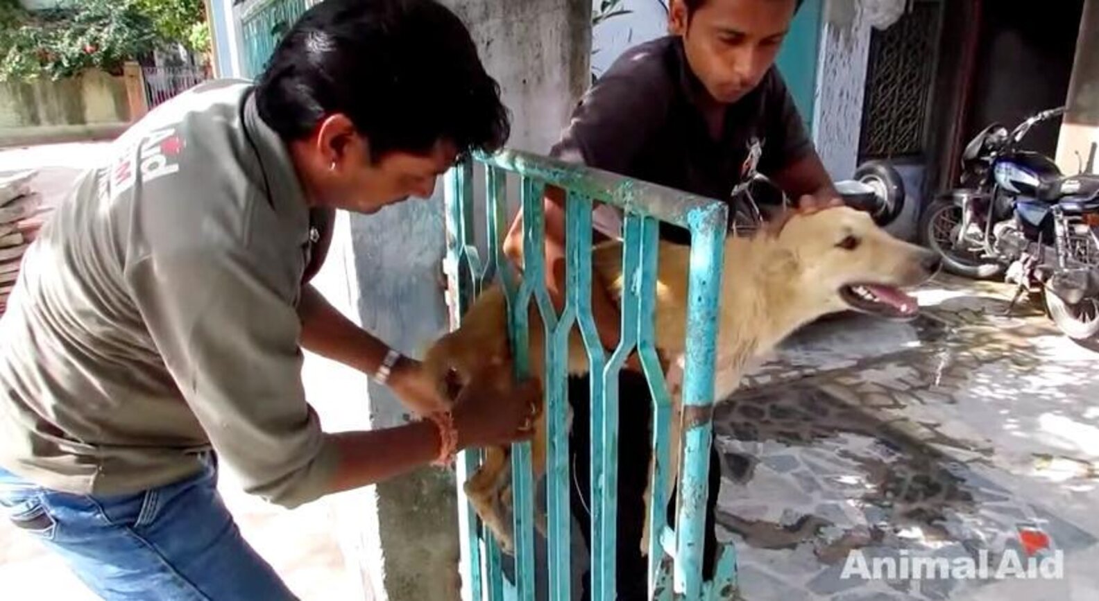 Desperate Dog Trapped In Gate Has The Sweetest Reaction To Being Freed ...