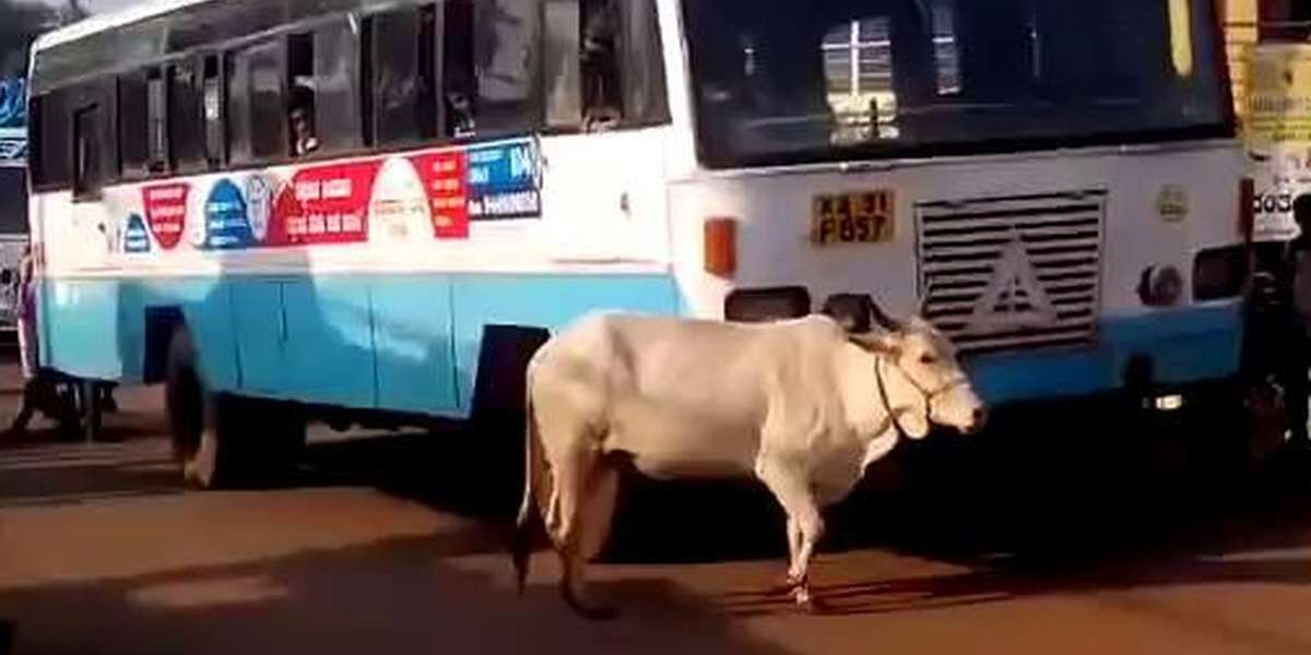 Cow Returns To The Spot Her Calf Was Killed ... Every Single Day - The Dodo