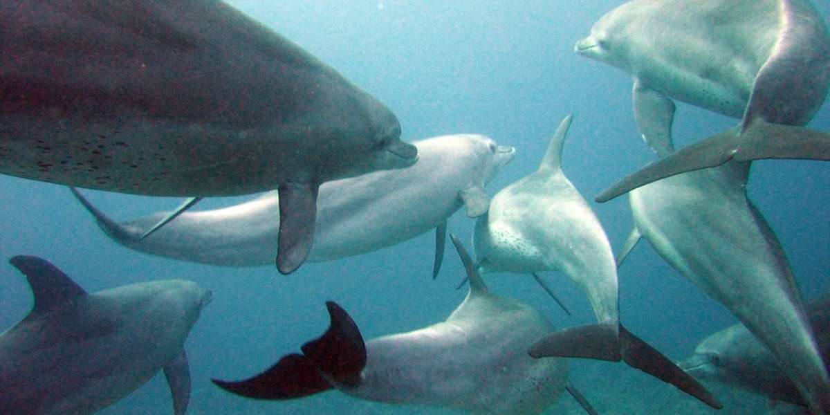 What Motivates Taiji Hunt? $1.2 Million For Captive Dolphins, Not ...