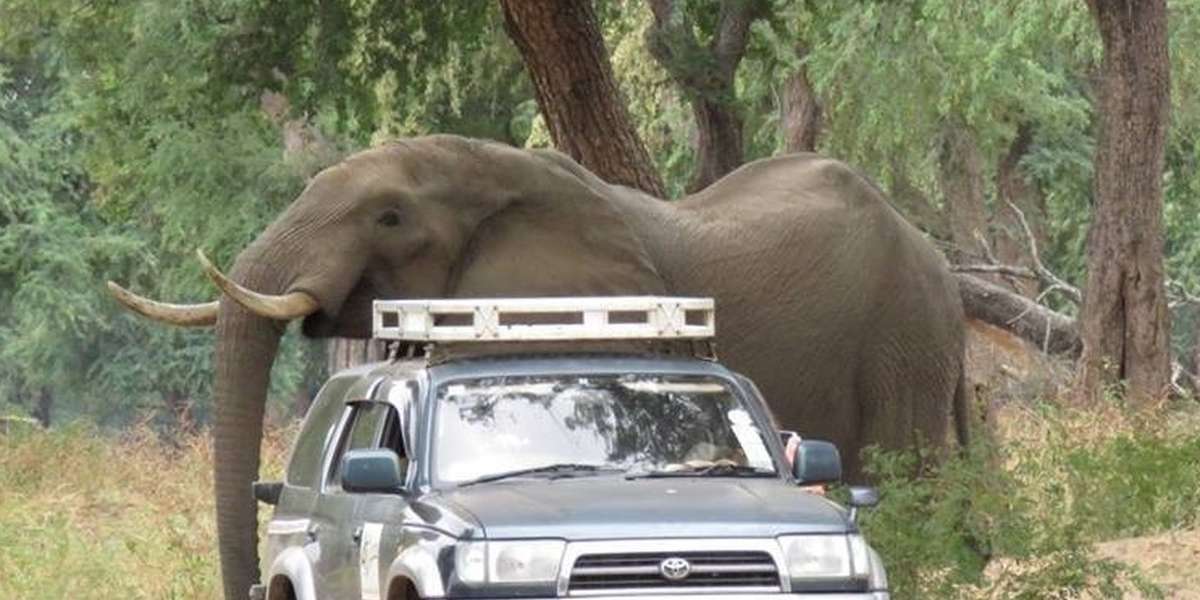 Gentle Elephant Who Was Shot In Head Still Loves To Say Hi To People ...