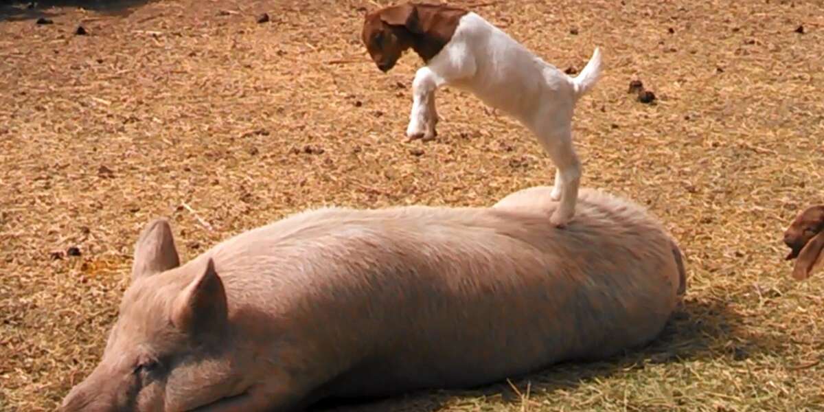 These Baby Goats Just Want To Be Friends With EVERYONE - The Dodo