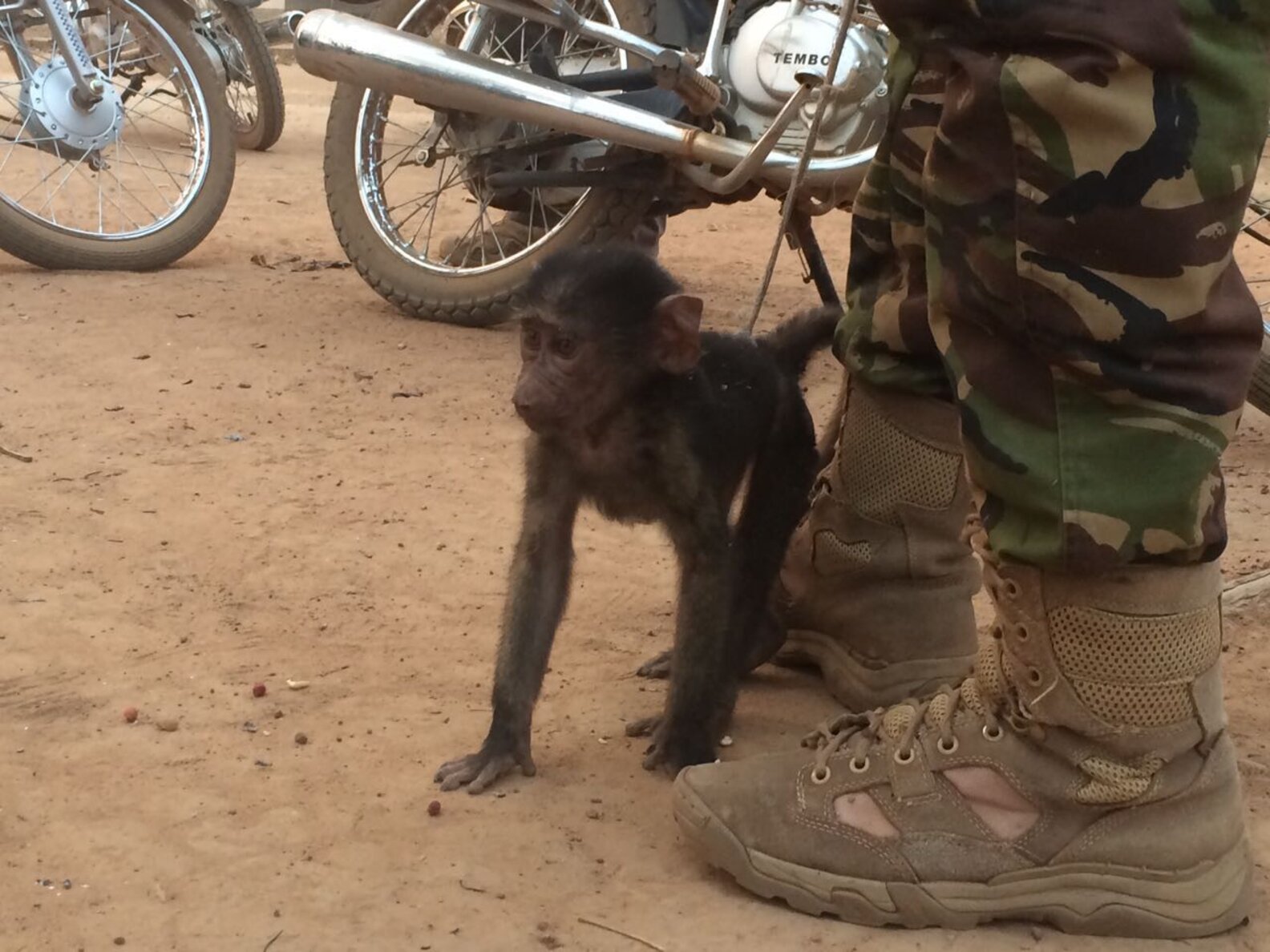 Baboon Orphaned After Mom Was Killed By Poachers Gets Saved - The Dodo