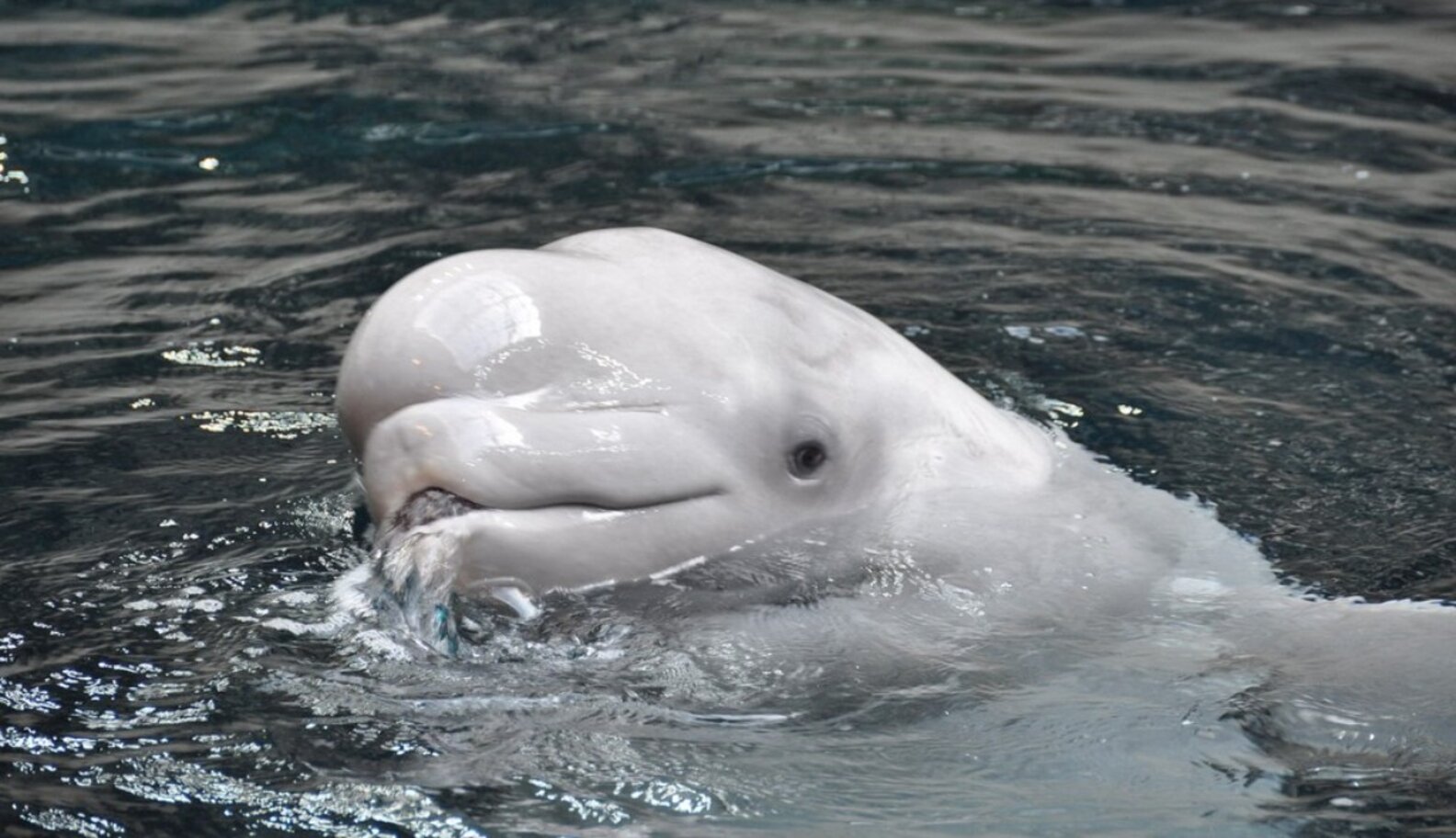 How Vancouver Aquarium's longest-lived beluga became a symbol for the ...