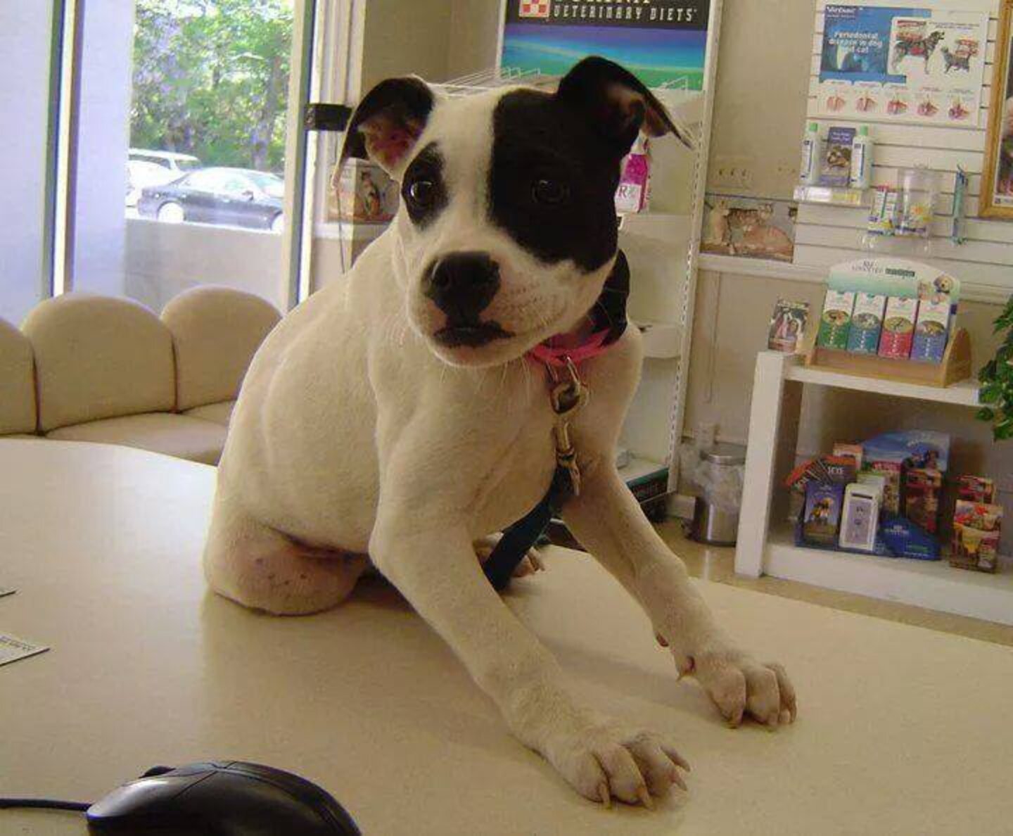 Meet The Dog Who Stayed Small While His Siblings Grew Big - The Dodo