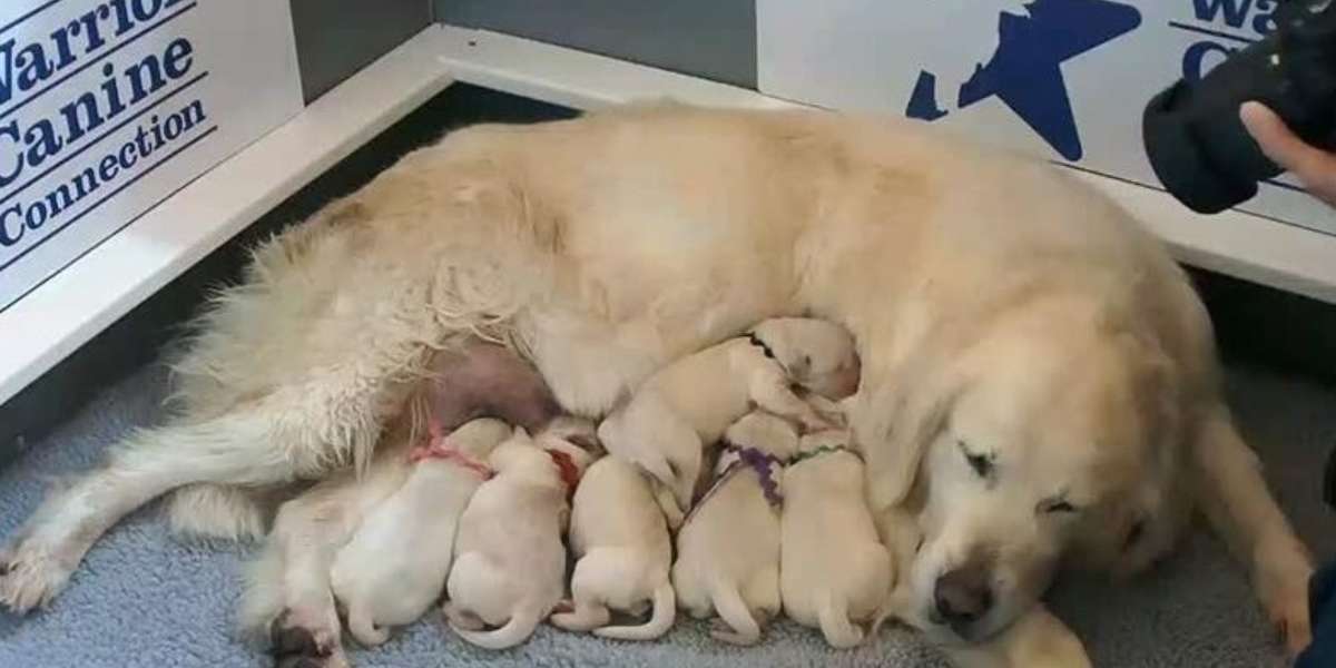 Watch A Live Stream Of Newborn Service Dogs' First Days - The Dodo