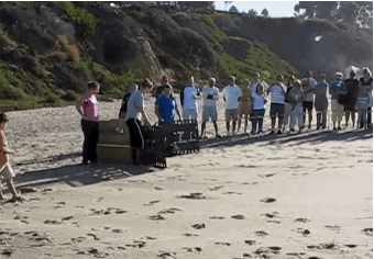 Watch These Ecstatic Animals Taste Freedom - The Dodo