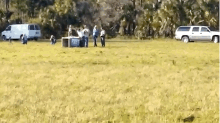 Watch These Ecstatic Animals Taste Freedom - The Dodo