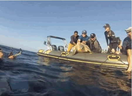 Watch These Ecstatic Animals Taste Freedom - The Dodo