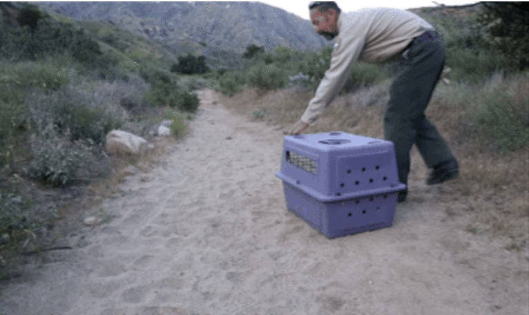 Watch These Ecstatic Animals Taste Freedom - The Dodo