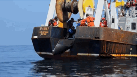 Watch These Ecstatic Animals Taste Freedom - The Dodo