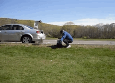 Watch These Ecstatic Animals Taste Freedom - The Dodo