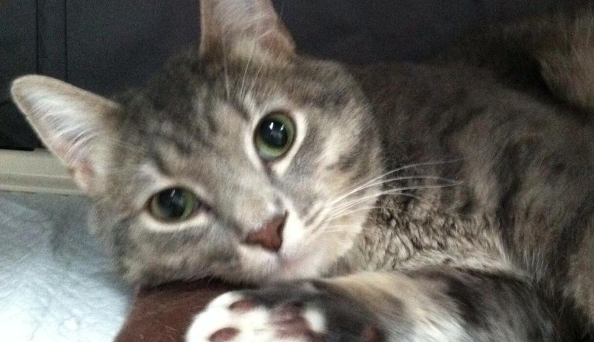 Cat Who Lost Paws To Frostbite Finally Experiences The Warmth Of Family ...