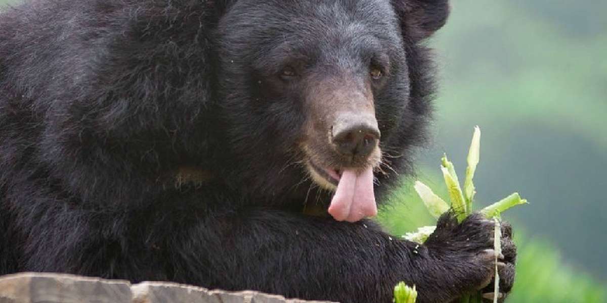 After Years In Cages, Goofy Bears Roll Around In The Grass - The Dodo