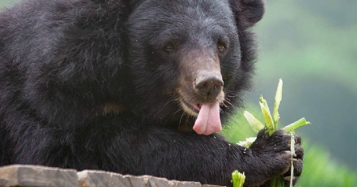 After Years In Cages, Goofy Bears Roll Around In The Grass - The Dodo