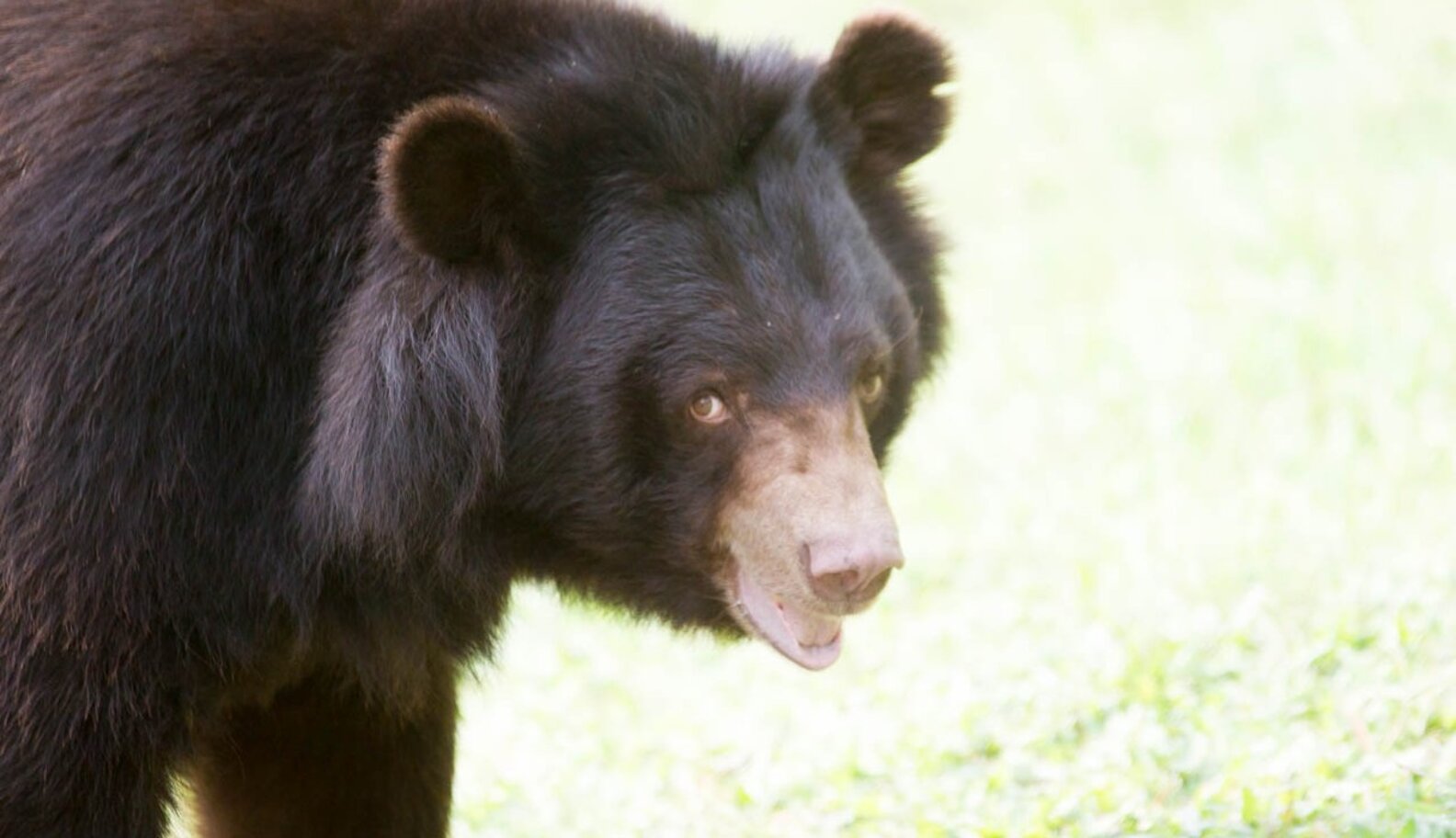 After Years In Cages, Goofy Bears Roll Around In The Grass - The Dodo