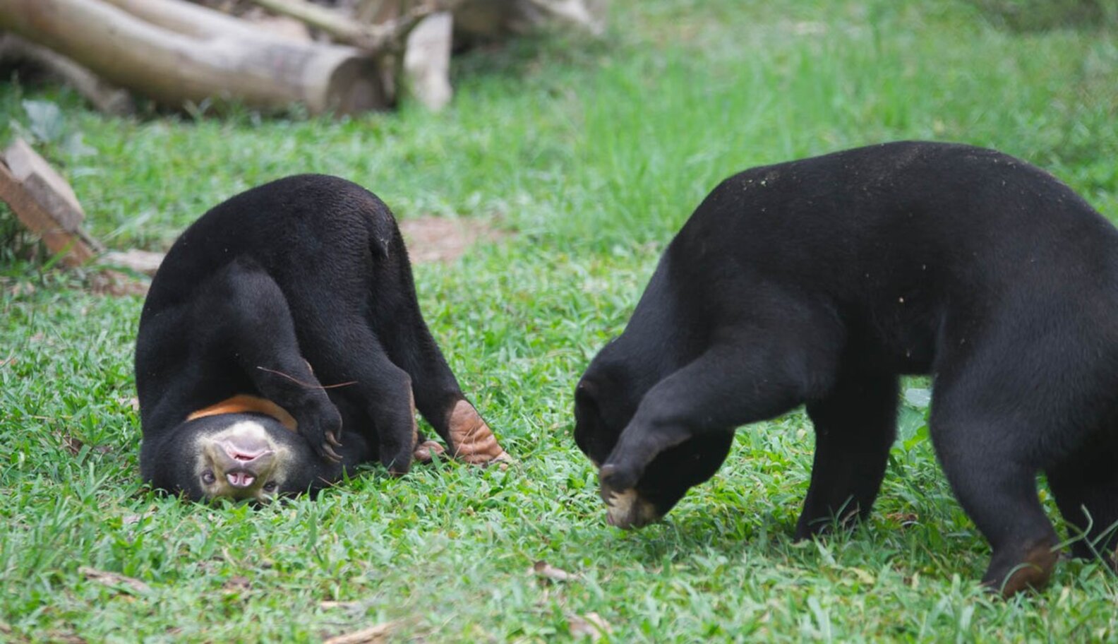 After Years In Cages, Goofy Bears Roll Around In The Grass - The Dodo