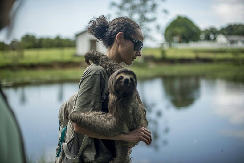 Stunning Photos Show Rescuers Saving A Sloth - The Dodo