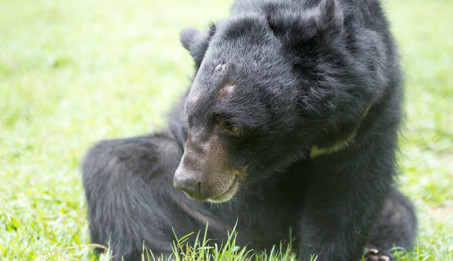 After Years In Cages, Goofy Bears Roll Around In The Grass - The Dodo