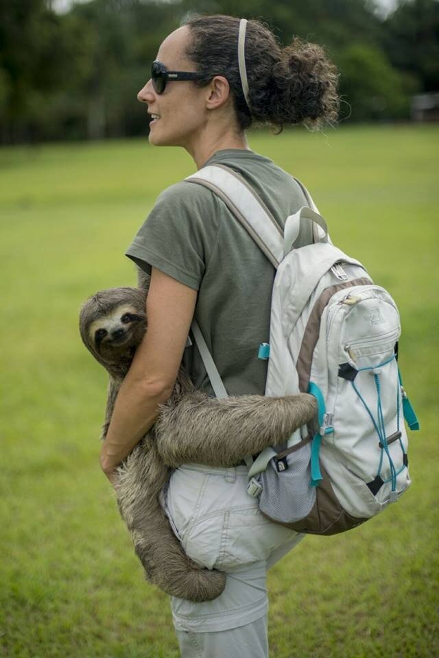 Stunning Photos Show Rescuers Saving A Sloth - The Dodo