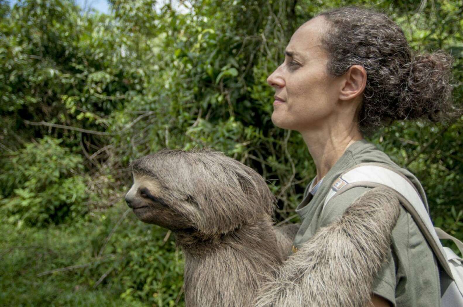 Stunning Photos Show Rescuers Saving A Sloth The Dodo stunning-photos-show-rescuers-saving-a-sloth-the-dodo