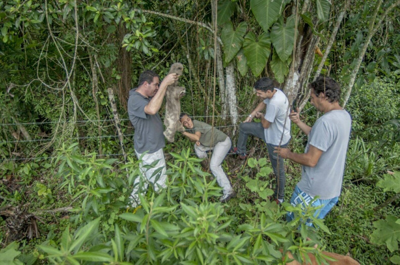 Stunning Photos Show Rescuers Saving A Sloth - The Dodo