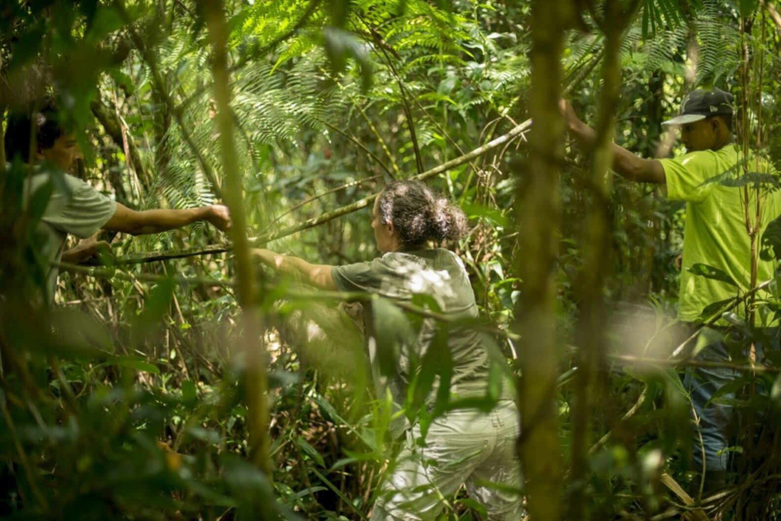 Stunning Photos Show Rescuers Saving A Sloth - The Dodo